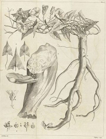 Herbalism in a Nutshell: D&D 5e Herbalist Resource – Flutes Loot